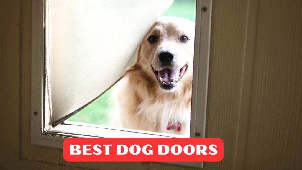 Top 5 Best Dog Doors Reviews in 2024 - Expert Review Point
